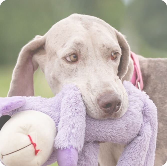 Donate : B-Squad Dog Rescue Donate : B-Squad Dog Rescue