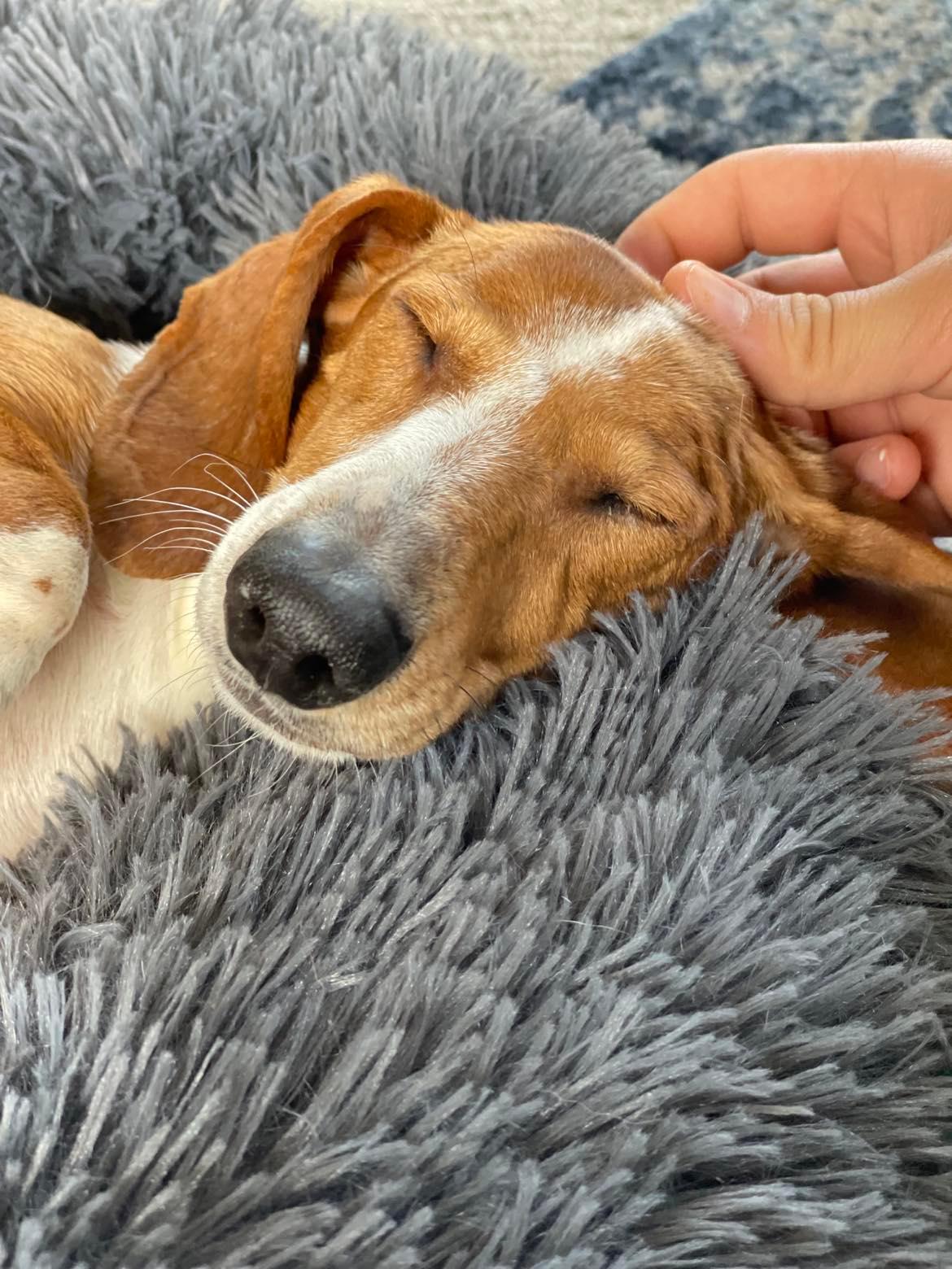 Lani 22-31 : B-Squad Dog Rescue