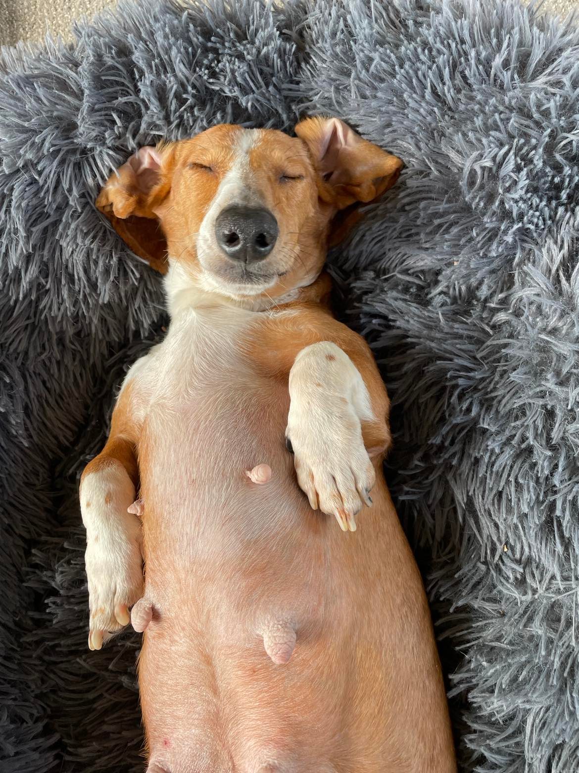 Lani 22-31 : B-Squad Dog Rescue